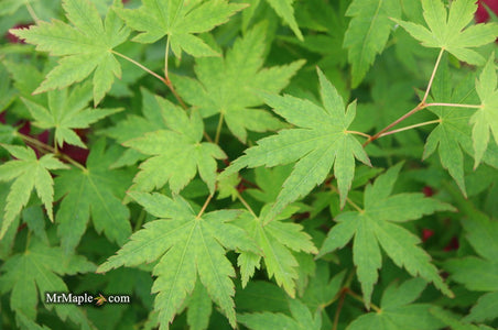 Buy Acer palmatum 'Tsukasa Silhouette' Columnar Japanese Maple — Mr ...