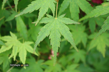 Buy Acer palmatum 'Tsukasa Silhouette' Columnar Japanese Maple — Mr ...
