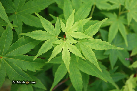 Buy Acer palmatum 'Tsukasa Silhouette' Columnar Japanese Maple — Mr ...