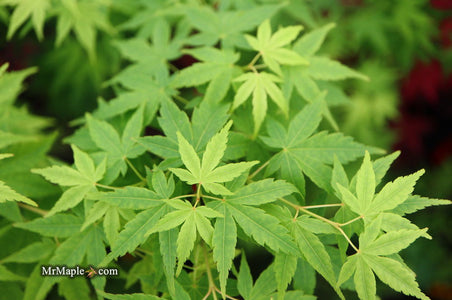 Buy Acer palmatum 'Tsukasa Silhouette' Columnar Japanese Maple — Mr ...