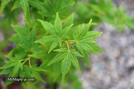 Buy Acer palmatum 'Tsukasa Silhouette' Columnar Japanese Maple — Mr ...