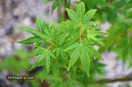 Buy Acer palmatum 'Tsukasa Silhouette' Columnar Japanese Maple — Mr ...