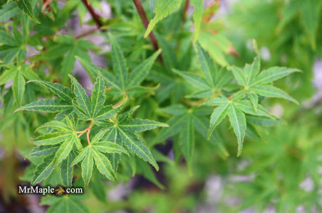 Buy Acer palmatum 'Tsukasa Silhouette' Columnar Japanese Maple — Mr ...