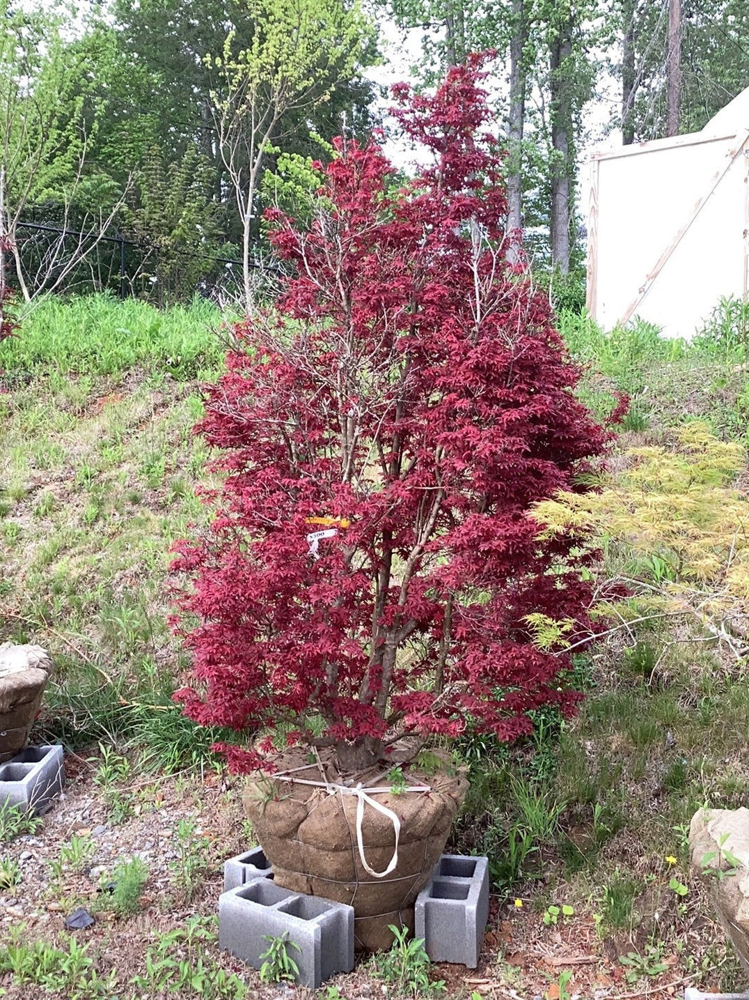 Buy Acer palmatum 'Twombly's Red Sentinel' Columnar Japanese Maple — Mr ...