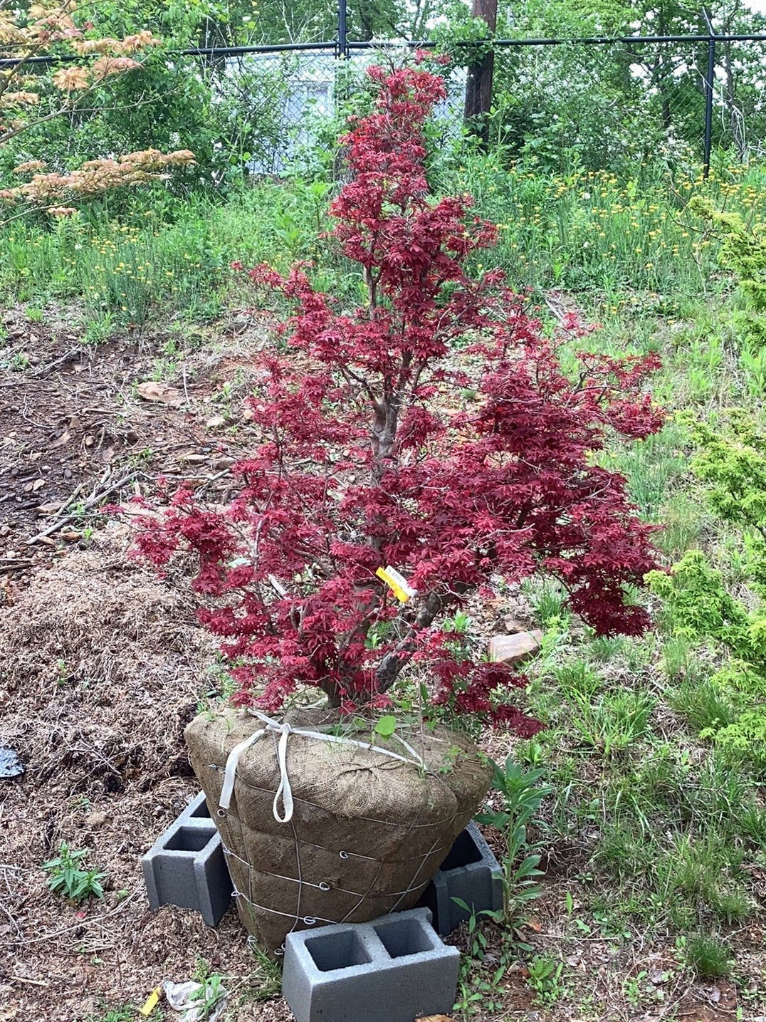 Buy Acer palmatum 'Twombly's Red Sentinel' Columnar Japanese Maple — Mr ...