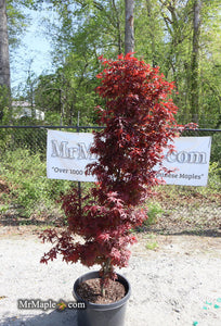 Buy Acer palmatum 'Twombly's Red Sentinel' Columnar Japanese Maple — Mr ...