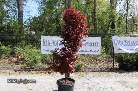 Buy Acer palmatum 'Twombly's Red Sentinel' Columnar Japanese Maple — Mr ...