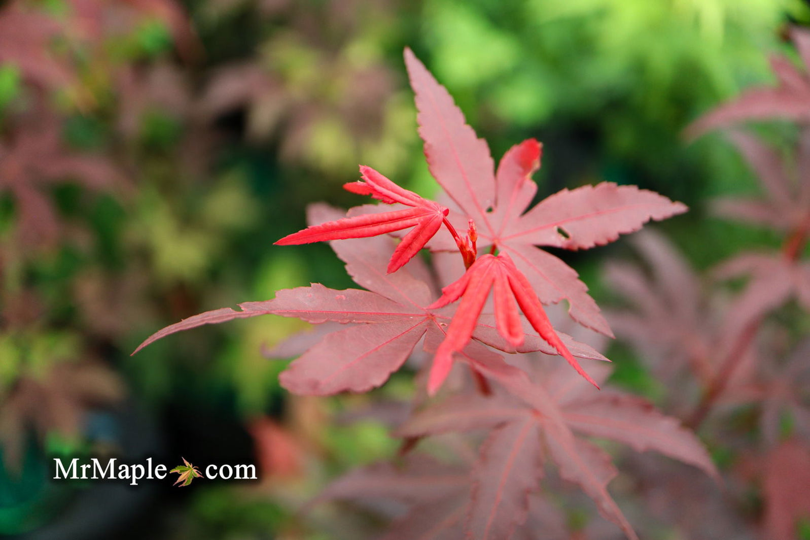 Buy Acer palmatum 'Twombly's Red Sentinel' Columnar Japanese Maple — Mr ...