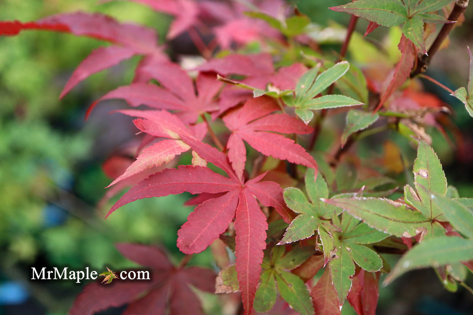 Buy Acer palmatum 'Twombly's Red Sentinel' Columnar Japanese Maple — Mr ...