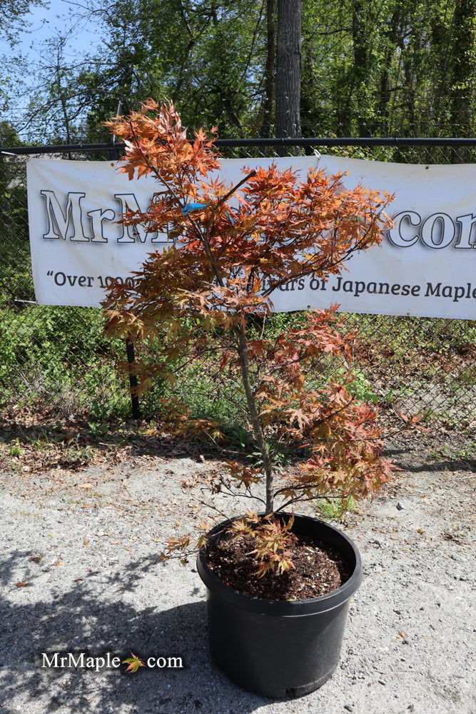 Buy Acer palmatum 'Uncle Ghost' Japanese Maple — Mr Maple │ Buy ...