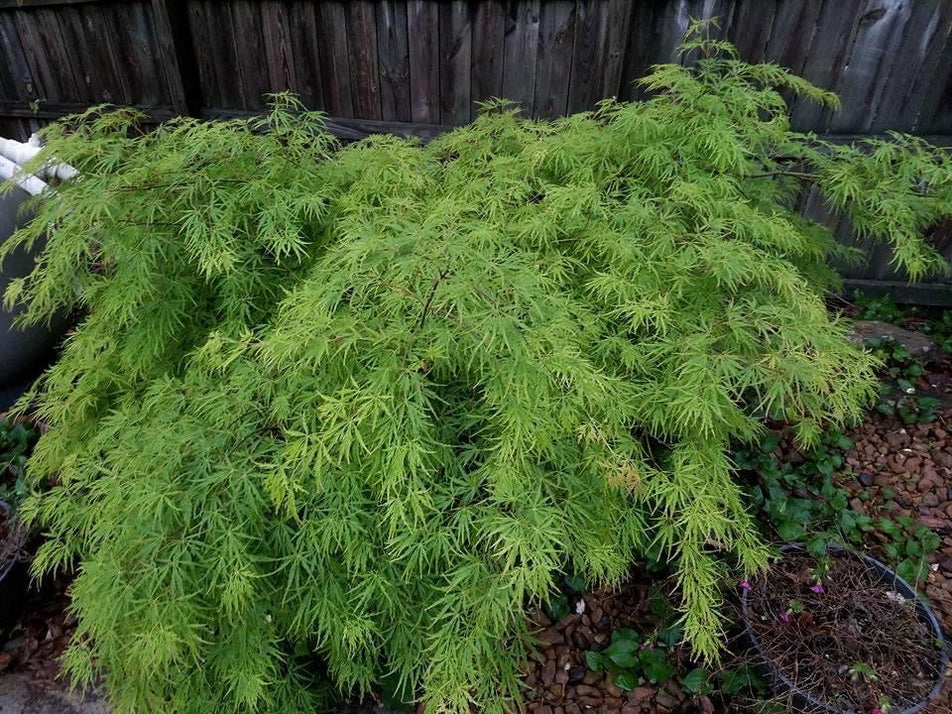 Buy Acer palmatum dissectum 'Viridis' Japanese Maple — Mr Maple │ Buy ...