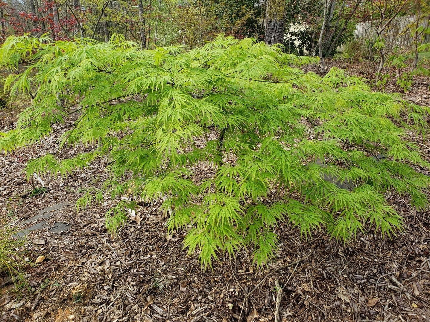 Buy Acer palmatum dissectum 'Viridis' Japanese Maple — Mr Maple │ Buy ...