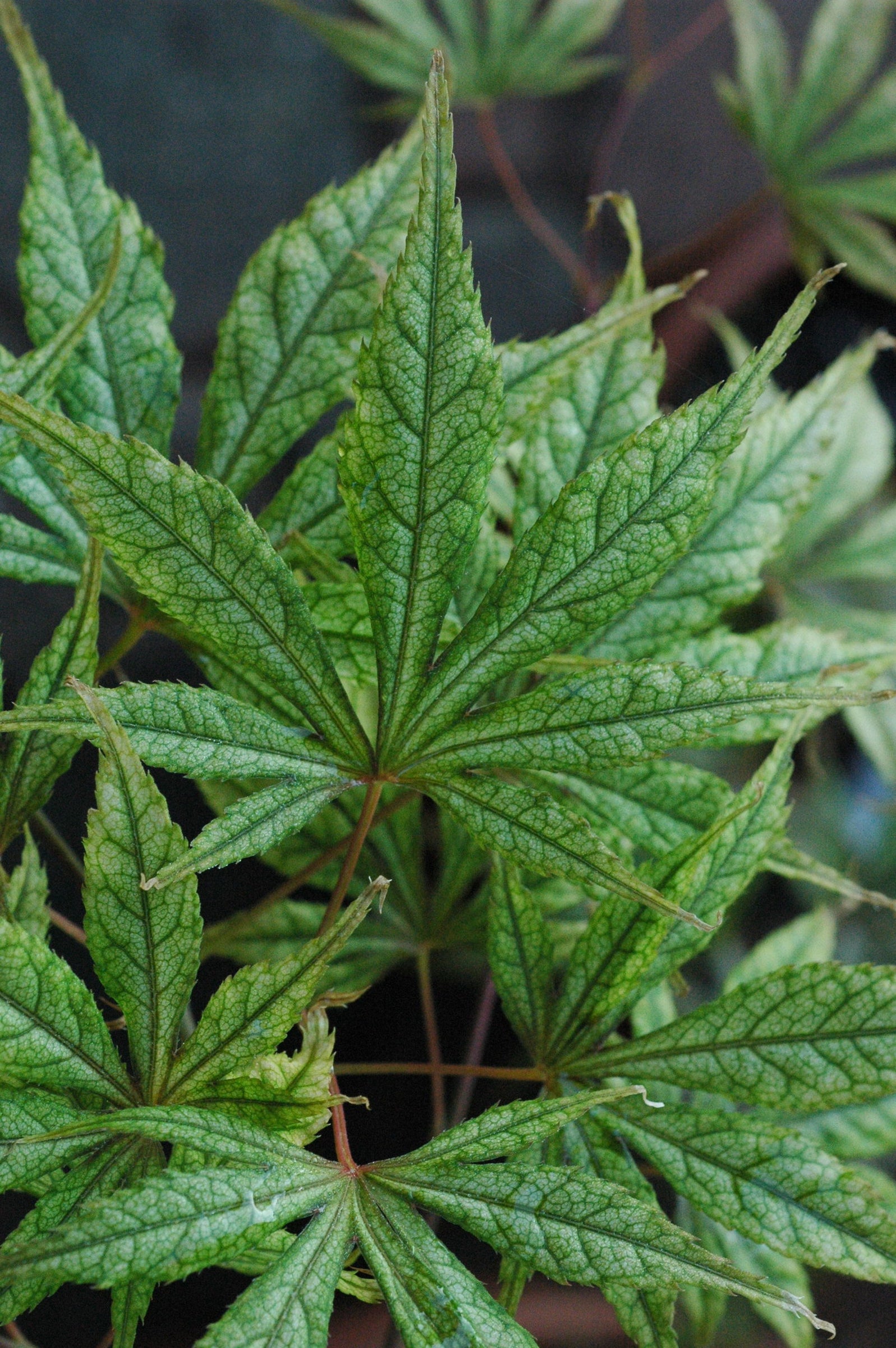 Buy Acer palmatum 'Will's Devine' Japanese Maple — Mr Maple │ Buy ...