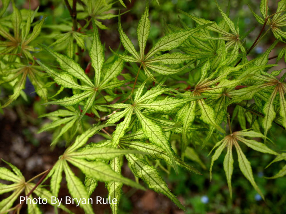 Buy Acer palmatum 'Will's Devine' Japanese Maple — Mr Maple │ Buy ...