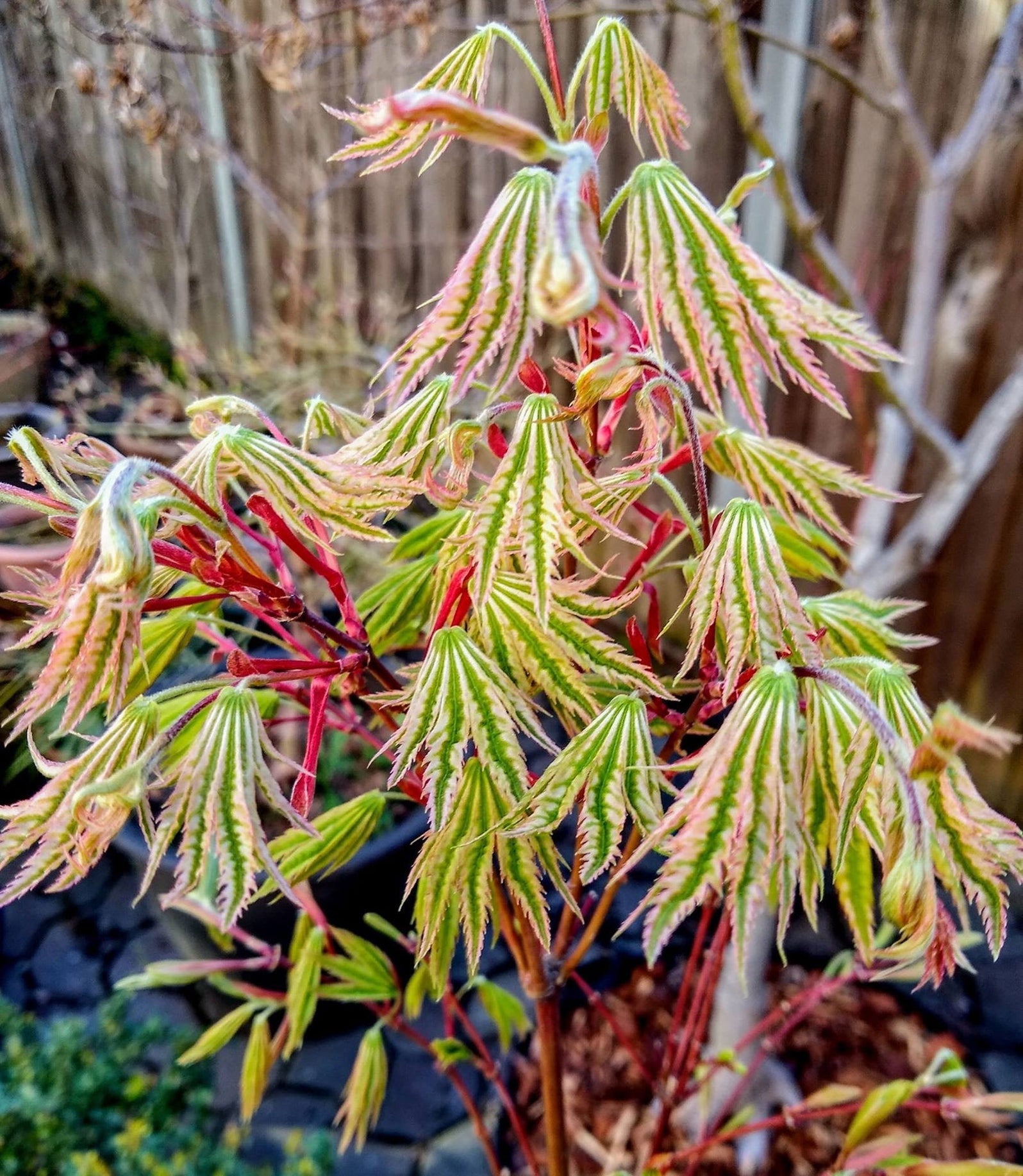 Buy Acer palmatum 'Yama nishiki' Reticulated White Variegated Japanese ...