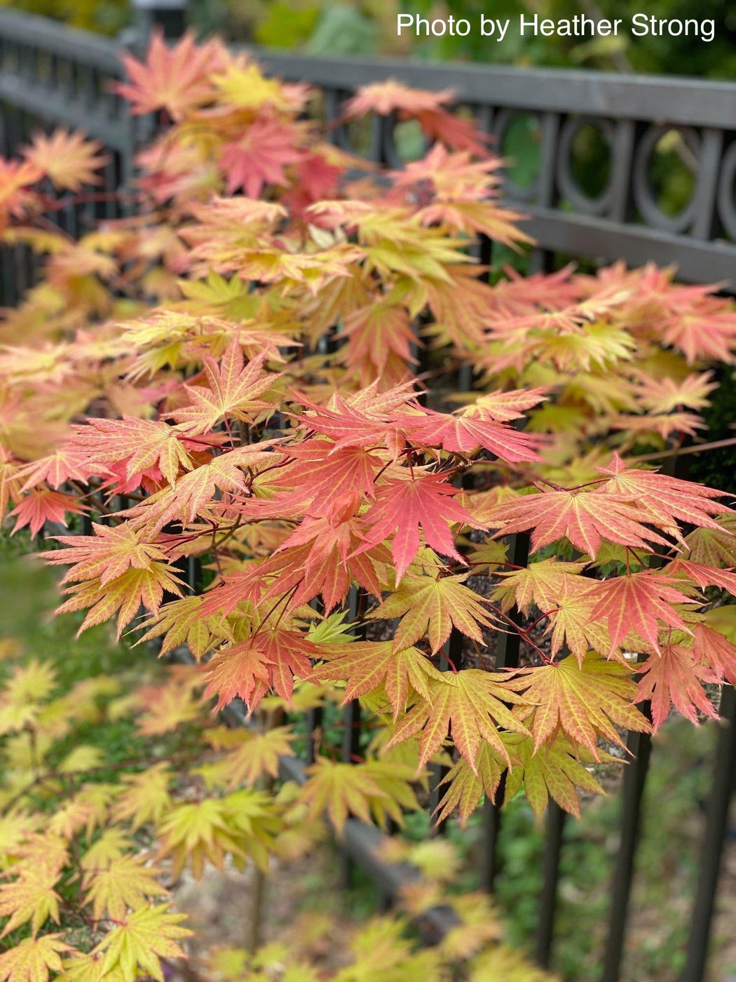 Buy Acer shirasawanum 'Autumn Moon' Full Moon Japanese Maple — Mr Maple ...