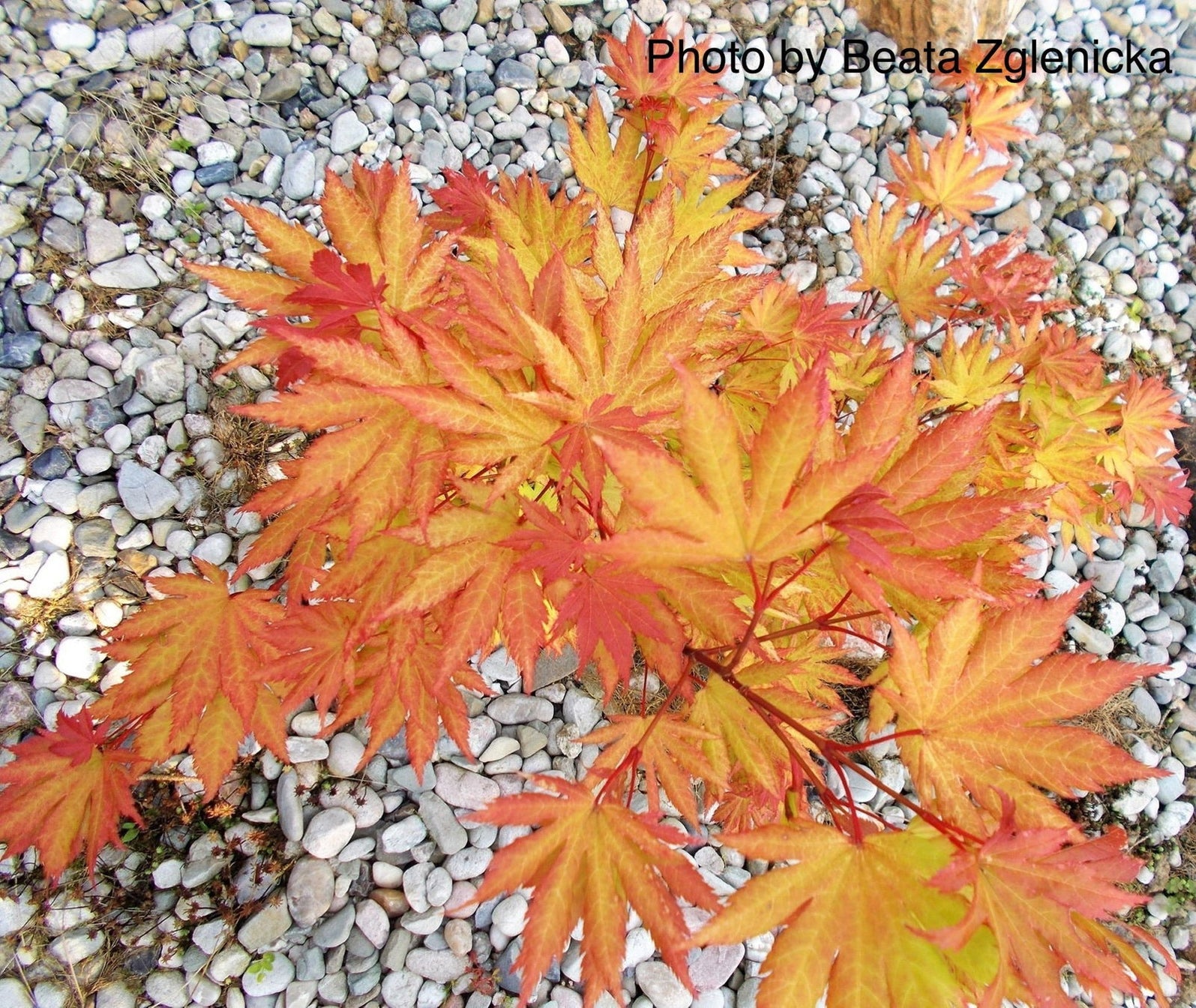 Buy Acer shirasawanum 'Autumn Moon' Full Moon Japanese Maple — Mr Maple ...