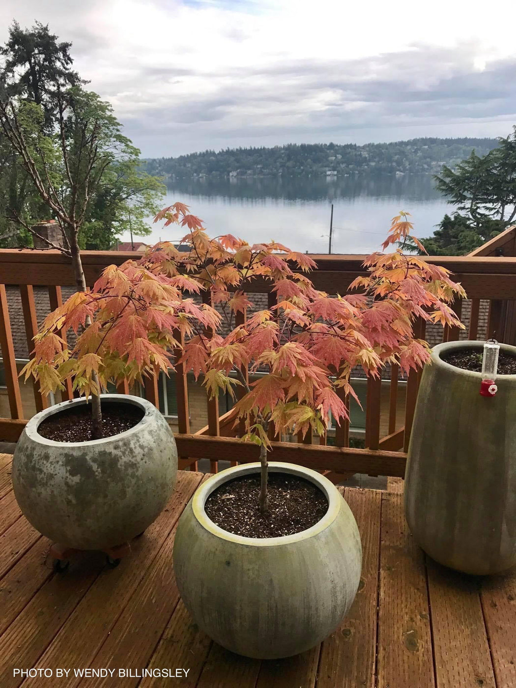 Buy Acer shirasawanum 'Autumn Moon' Full Moon Japanese Maple — Mr Maple ...
