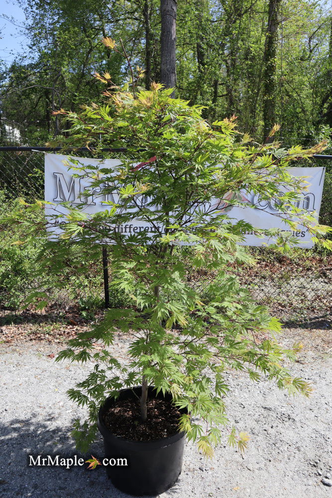 Buy Acer shirasawanum 'Sensu' Full Moon Japanese Maple — Mr Maple │ Buy ...