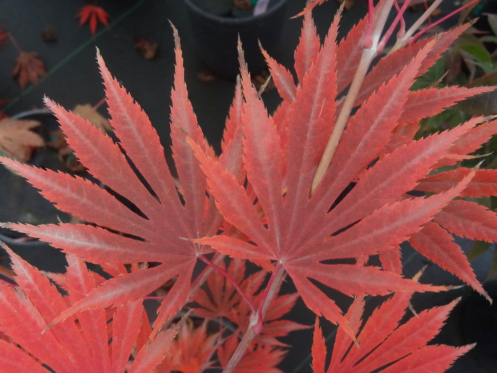 Buy Acer shirasawanum 'Sensu' Full Moon Japanese Maple — Mr Maple │ Buy ...