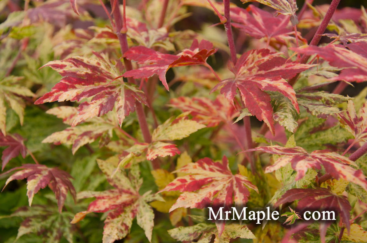 Buy Acer sieboldianum 'Kumoi nishiki' Variegated Full Moon Japanese ...