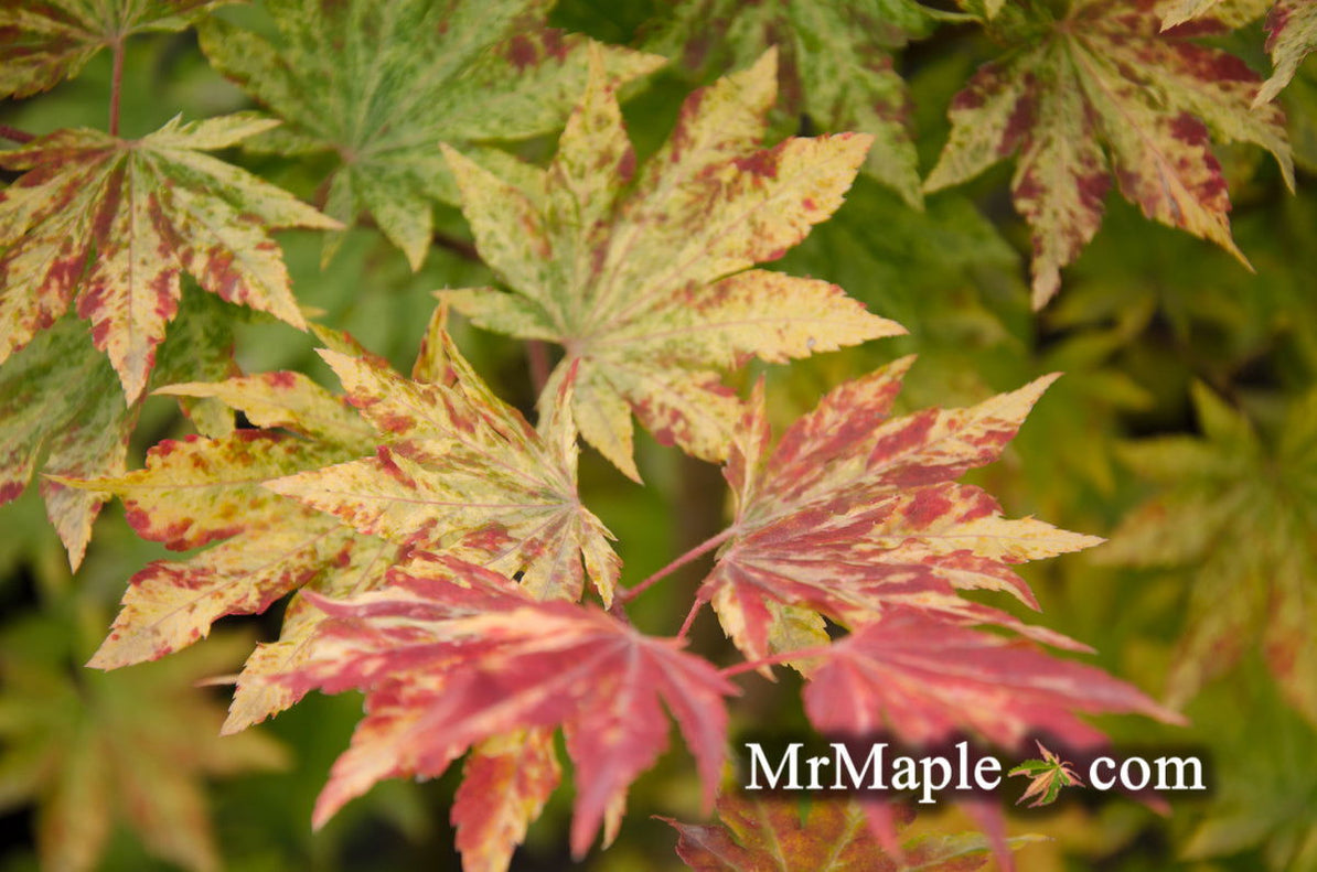 Buy Acer sieboldianum 'Kumoi nishiki' Variegated Full Moon Japanese ...