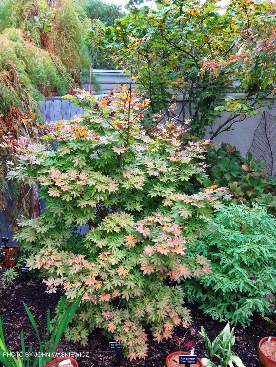 Buy Acer sieboldianum 'Kumoi nishiki' Variegated Full Moon Japanese ...
