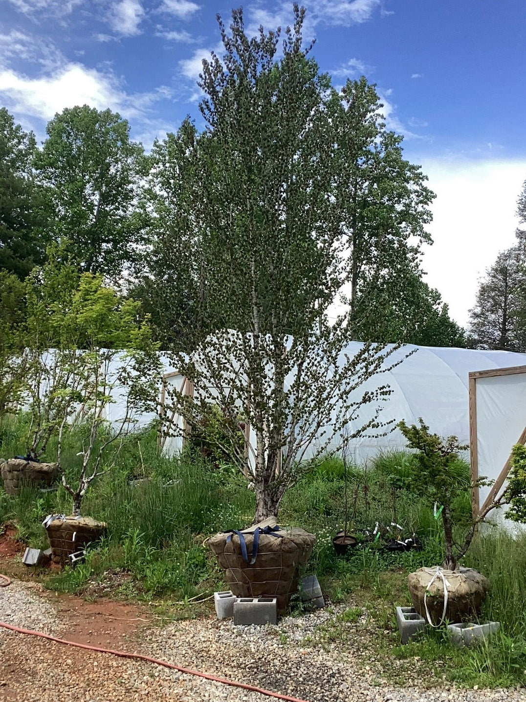 Buy Cercidiphyllum japonicum 'Rotfuchs' Red Fox Japanese Katsura Tree ...