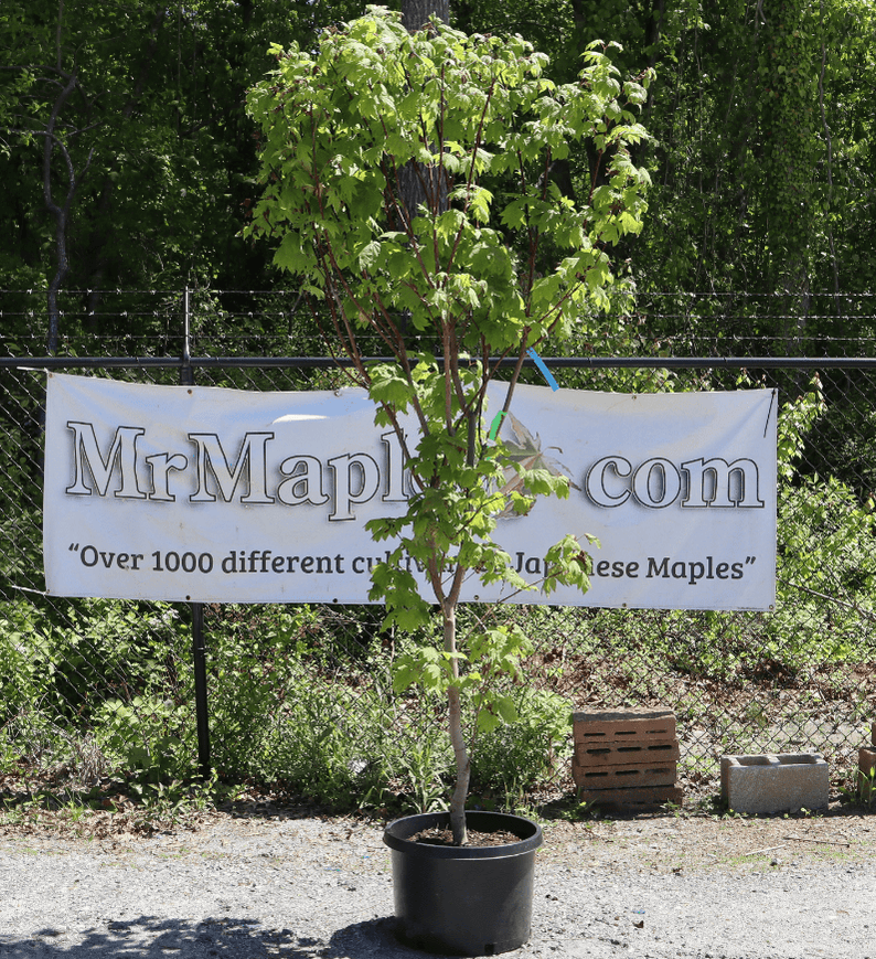 Buy Maples — Mr Maple │ Buy Japanese Maple Trees
