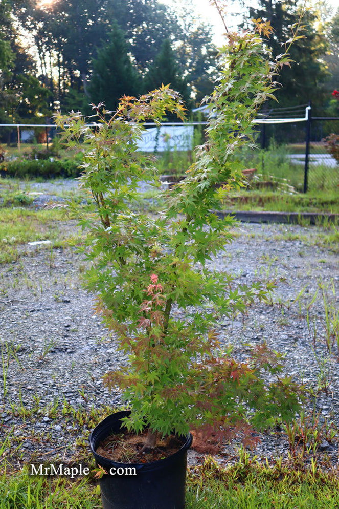 Buy Acer palmatum Cosmos Japanese Maple — Mr Maple │ Buy Japanese Maple ...