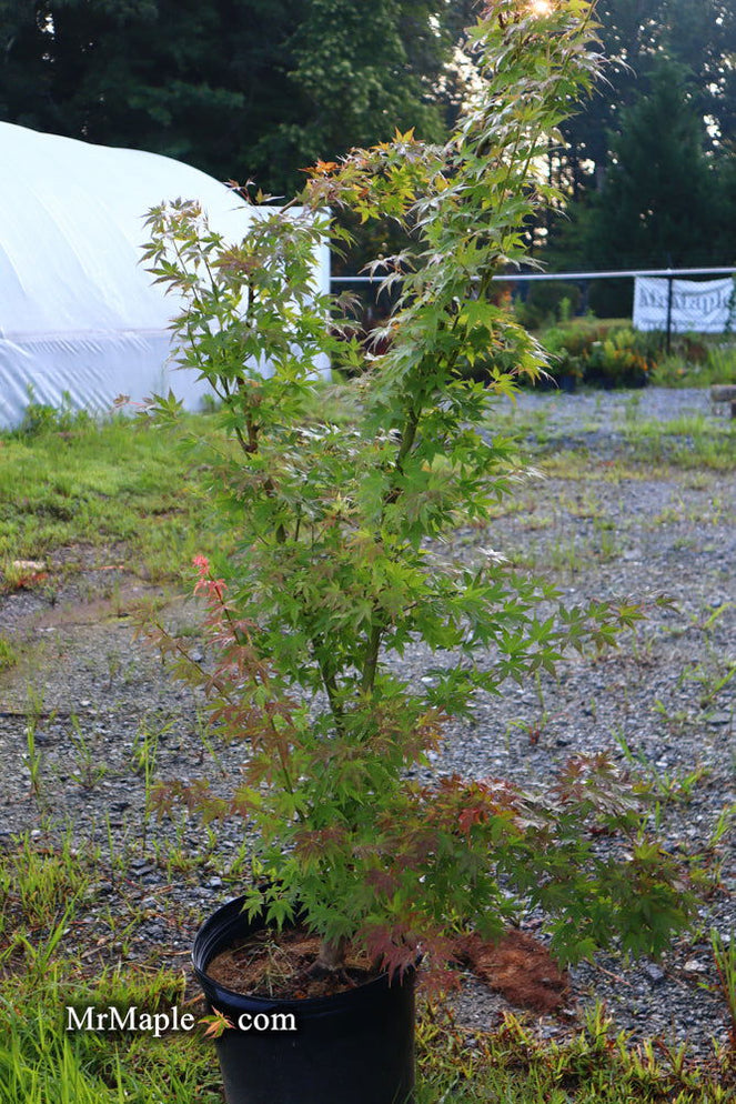 Buy Acer palmatum Cosmos Japanese Maple — Mr Maple │ Buy Japanese Maple ...