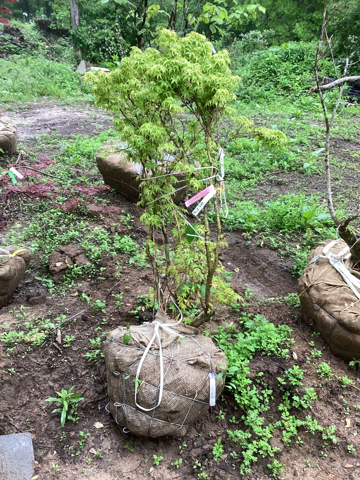 Buy Acer palmatum 'Cynthia's Crown Jewel' Japanese Maple — Mr Maple ...