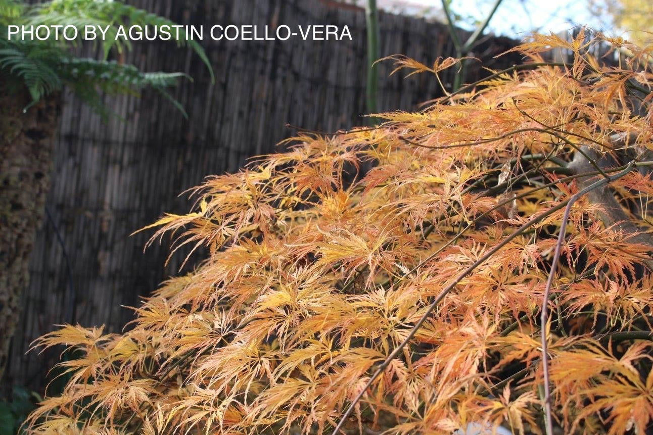 Buy Acer palmatum 'Emma' Weeping Japanese Maple — Mr Maple │ Buy ...