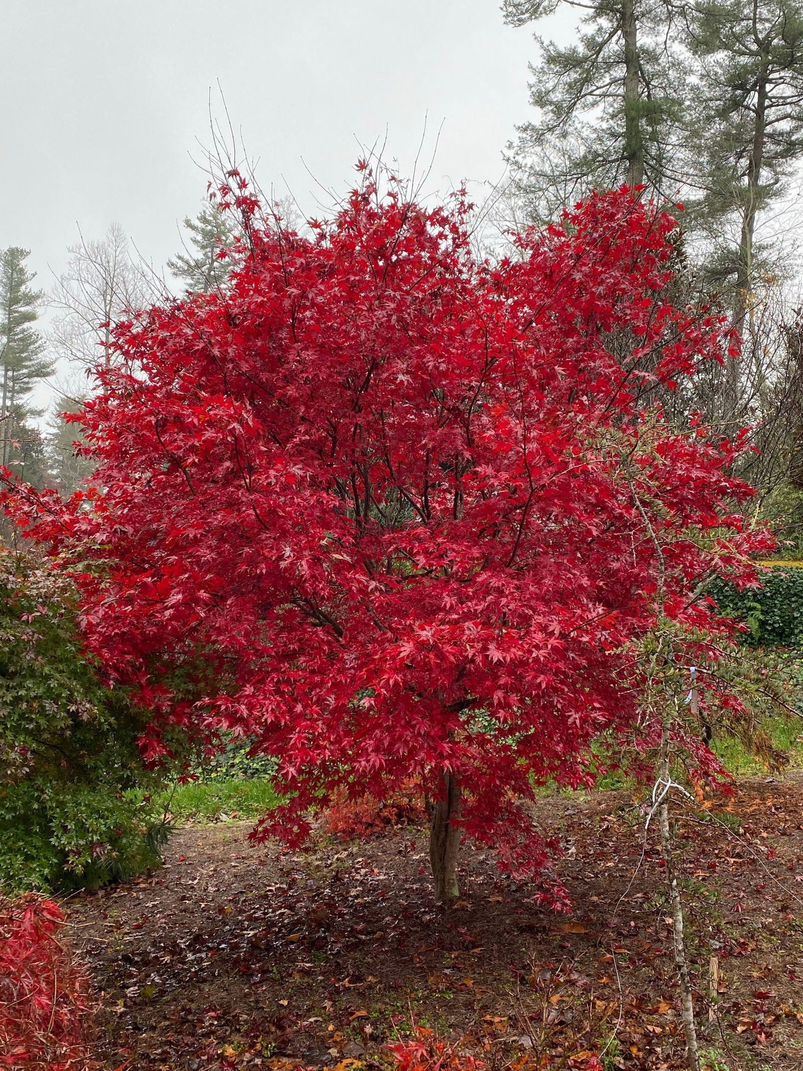 Buy Acer palmatum Emperor 1 Red Japanese Maple — Mr Maple │ Buy ...