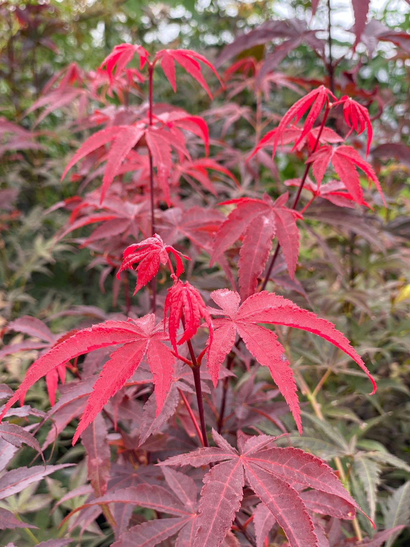 Buy Acer palmatum Emperor 1 Red Japanese Maple — Mr Maple │ Buy ...