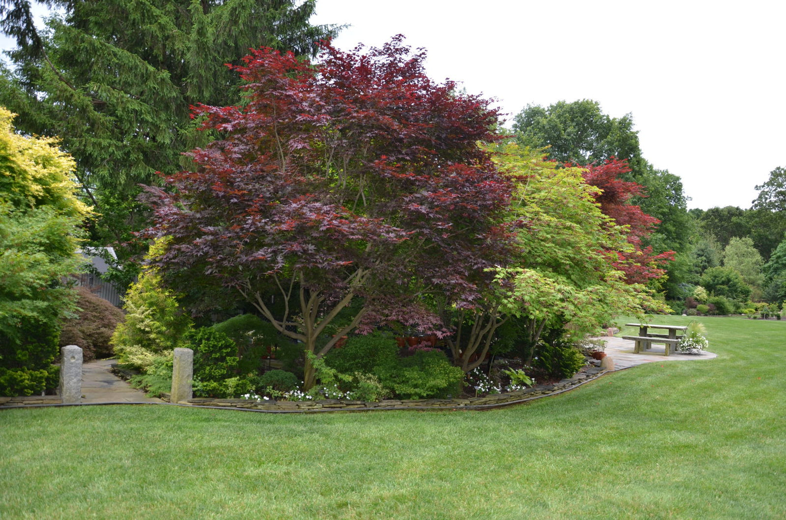 Buy Acer palmatum Emperor 1 Red Japanese Maple — Mr Maple │ Buy ...