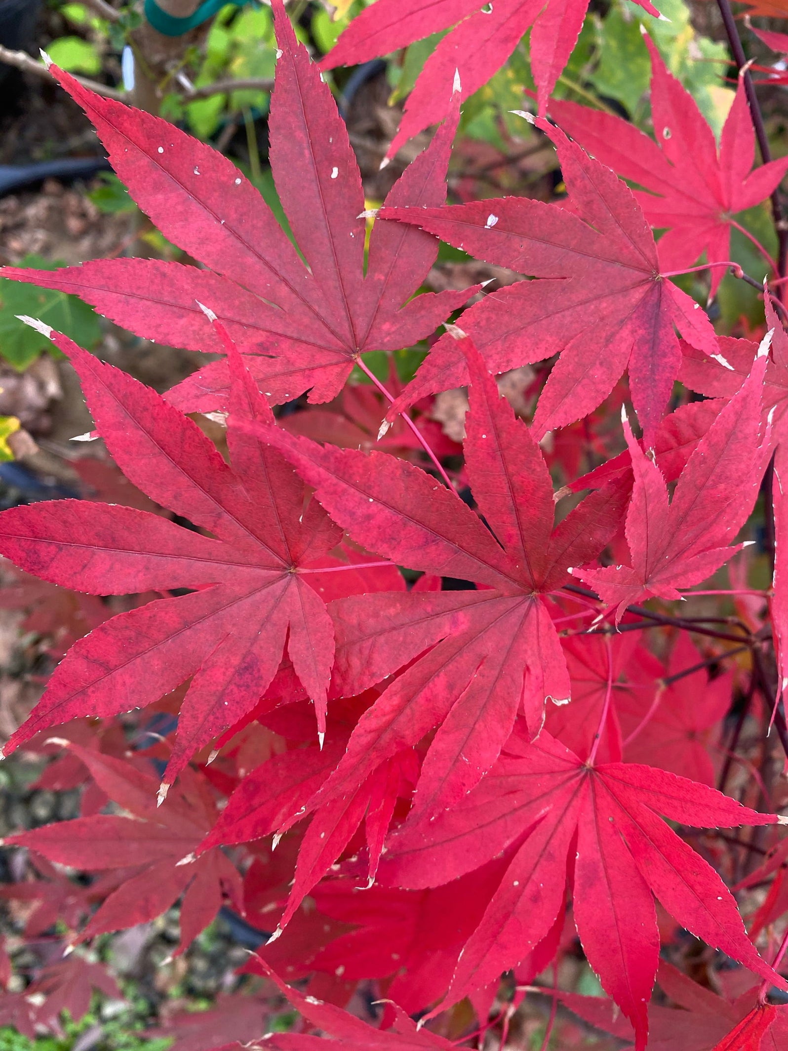 Buy Acer palmatum Emperor 1 Red Japanese Maple — Mr Maple │ Buy ...
