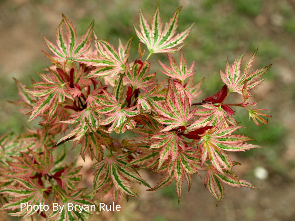 Buy Acer palmatum 'Higasayama' Japanese Maple — Mr Maple │ Buy Japanese ...