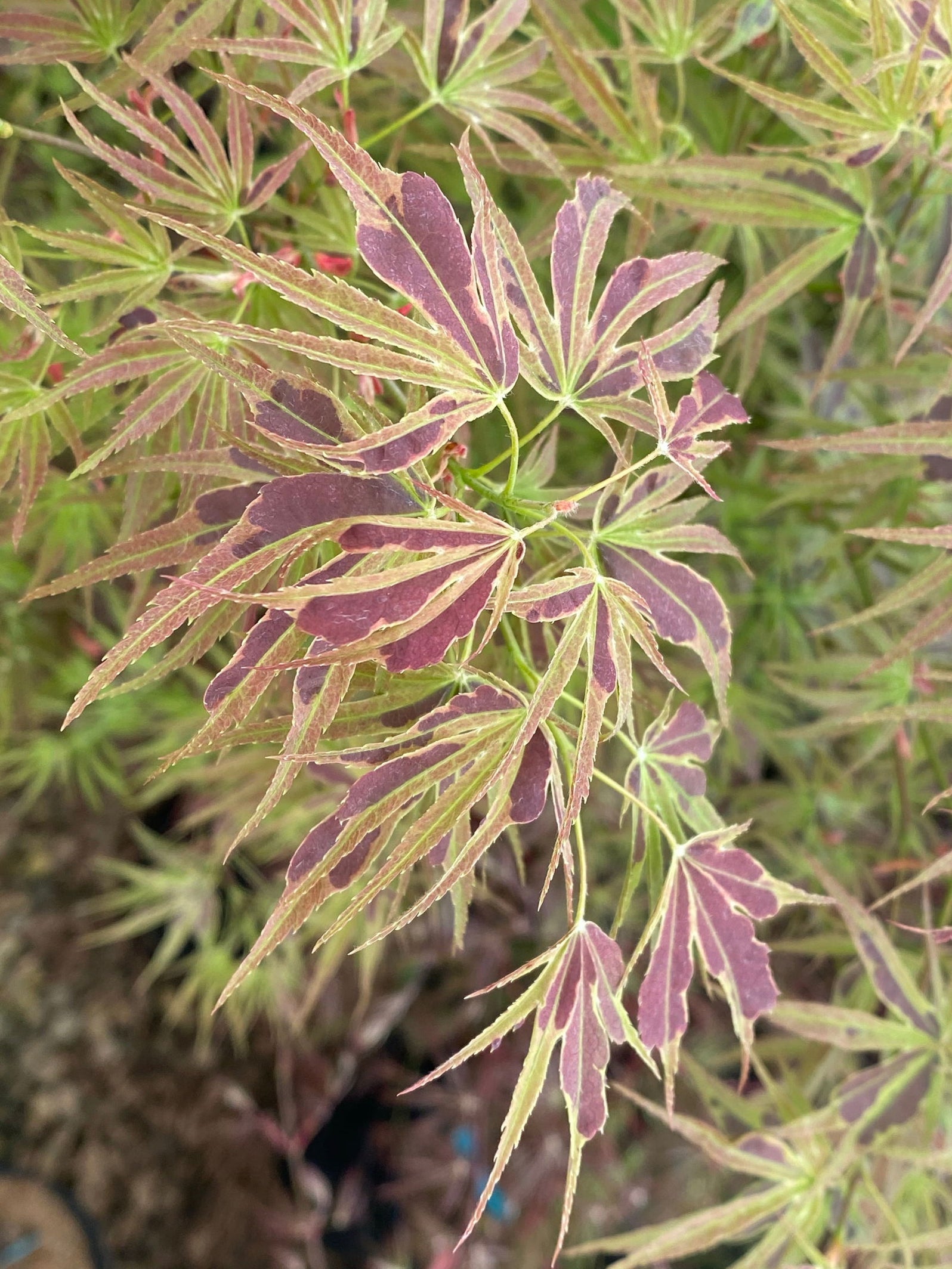 Buy Acer palmatum 'Manyo no sato' Japanese Maple — Mr Maple │ Buy Japanese Maple Trees