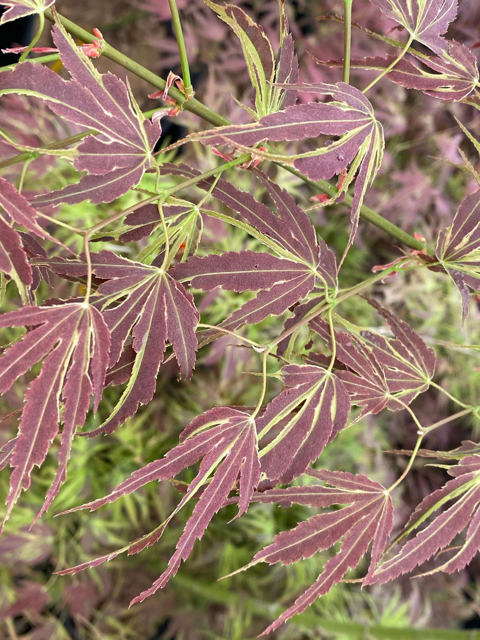 Buy Acer palmatum 'Manyo no sato' Japanese Maple — Mr Maple │ Buy Japanese Maple Trees