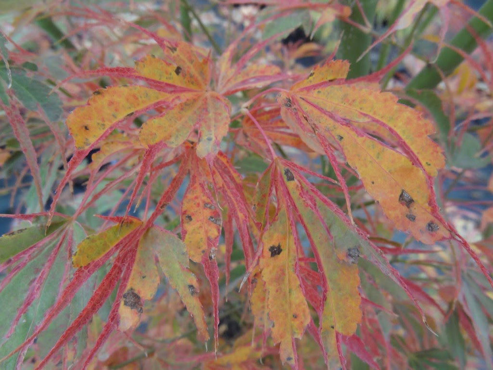 Buy Acer palmatum 'Manyo no sato' Japanese Maple — Mr Maple │ Buy Japanese Maple Trees