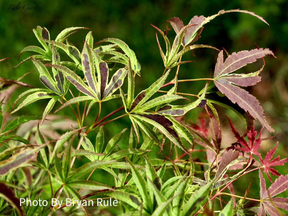 Buy Acer palmatum 'Manyo no sato' Japanese Maple — Mr Maple │ Buy Japanese Maple Trees