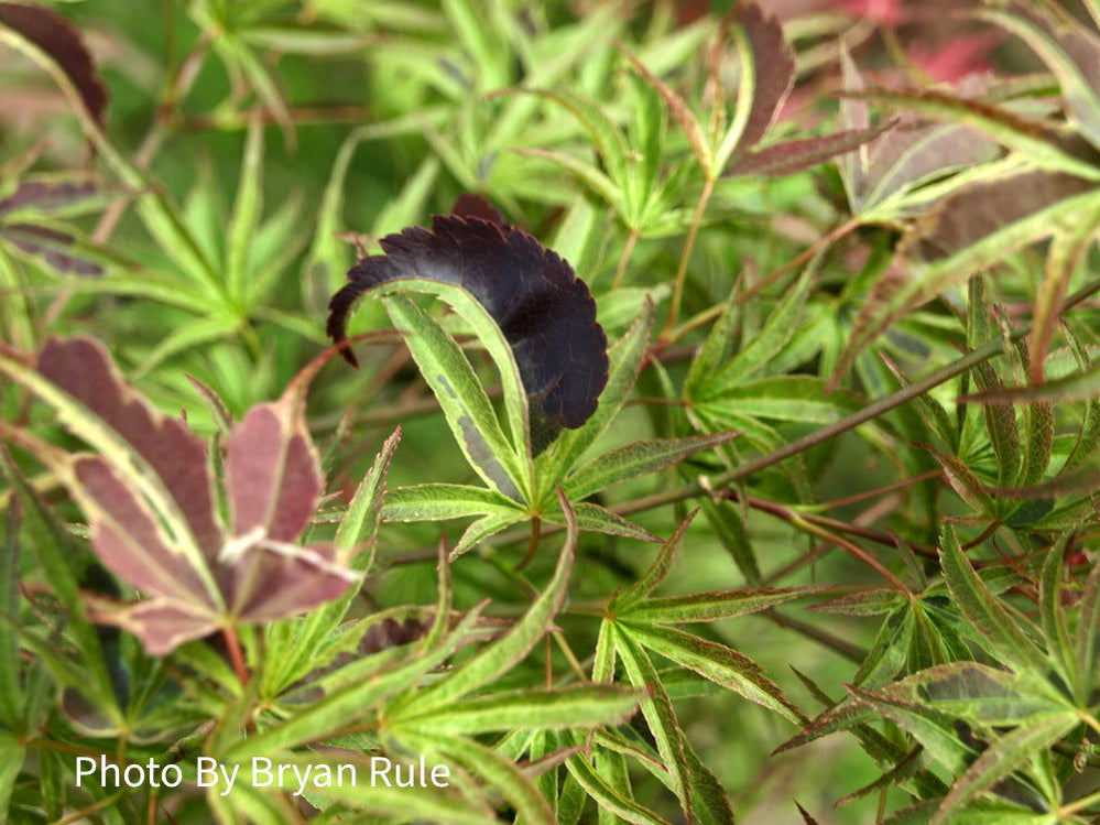 Buy Acer palmatum 'Manyo no sato' Japanese Maple — Mr Maple │ Buy Japanese Maple Trees