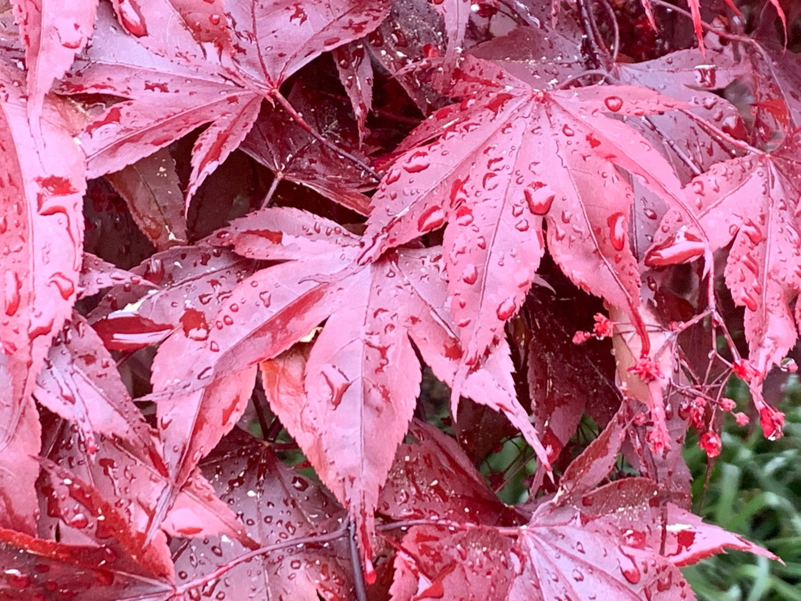 Buy Acer palmatum 'Moonfire' Japanese Maple — Mr Maple │ Buy Japanese ...