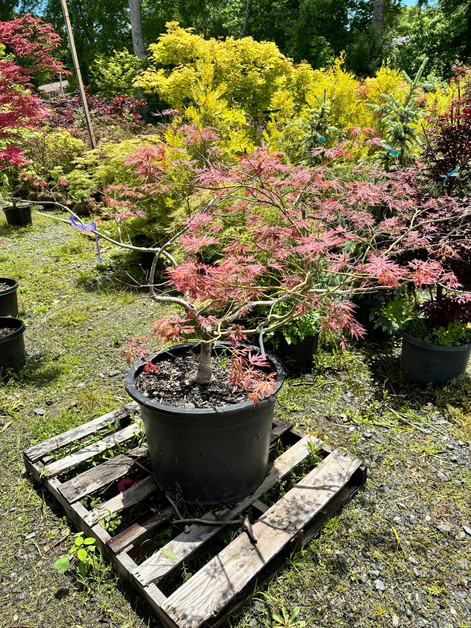 Buy Acer palmatum 'Nancy’s Legacy’ Toyama Japanese Maple — Mr Maple ...