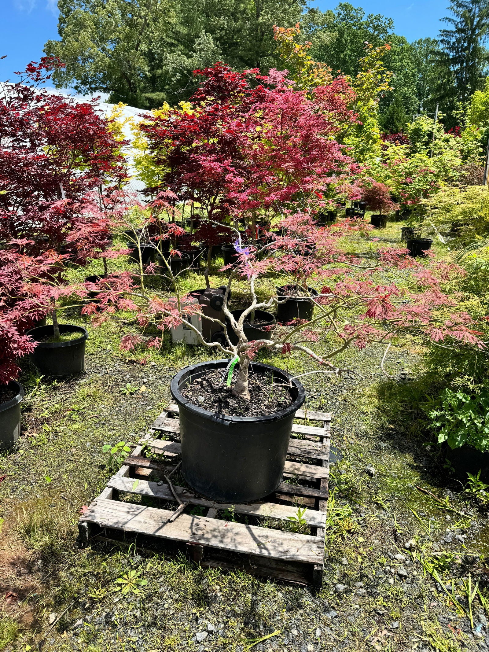 Buy Acer palmatum 'Nancy’s Legacy’ Toyama Japanese Maple — Mr Maple ...