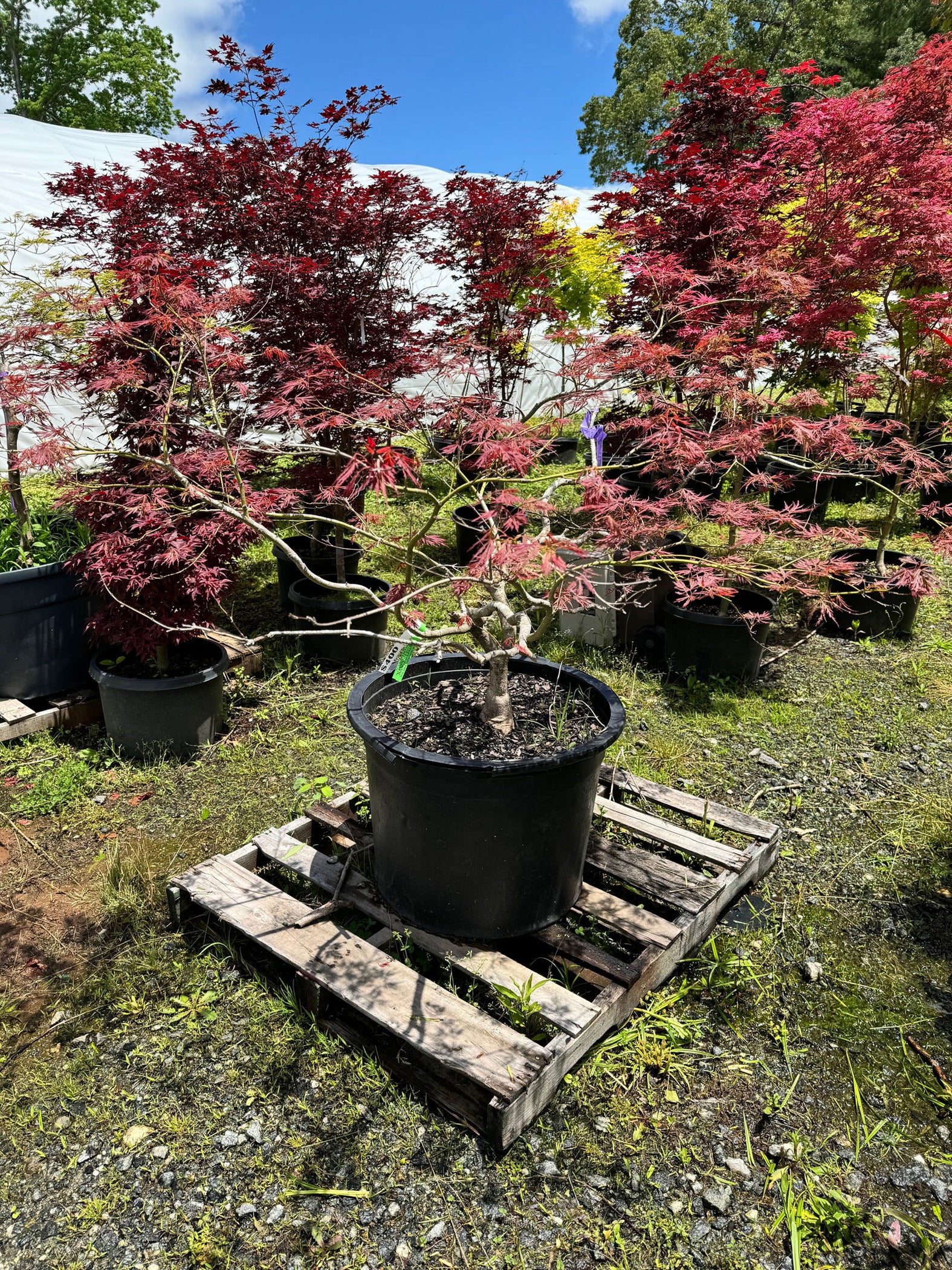 Buy Acer palmatum 'Nancy’s Legacy’ Toyama Japanese Maple — Mr Maple ...