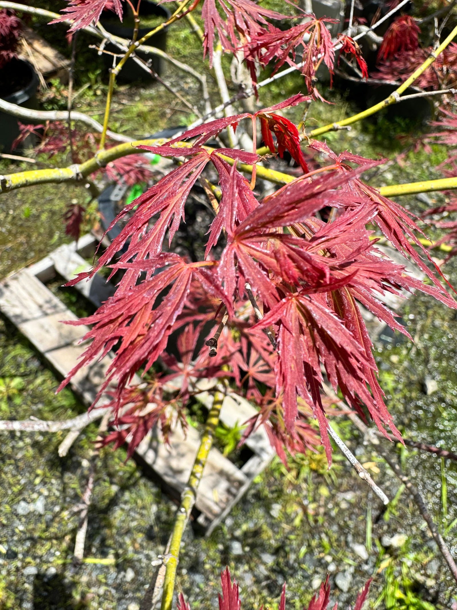 Buy Acer palmatum 'Nancy’s Legacy’ Toyama Japanese Maple — Mr Maple ...