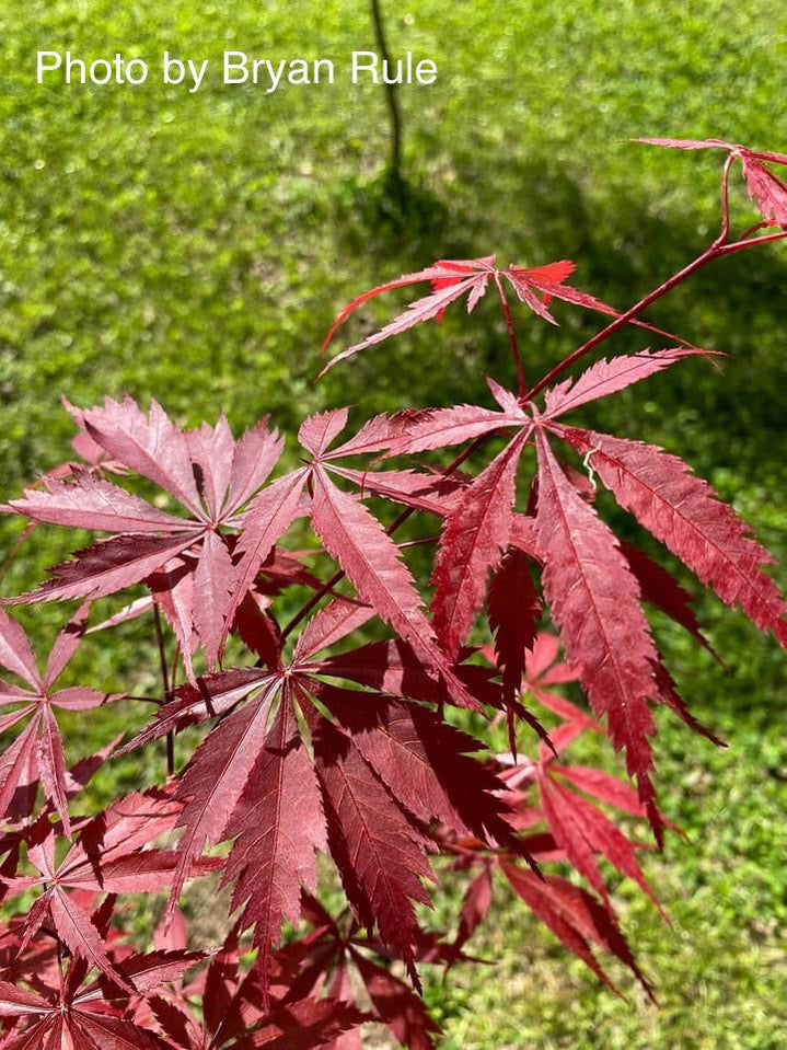 Buy Acer palmatum 'Red Bird' Japanese Maple — Mr Maple │ Buy Japanese ...