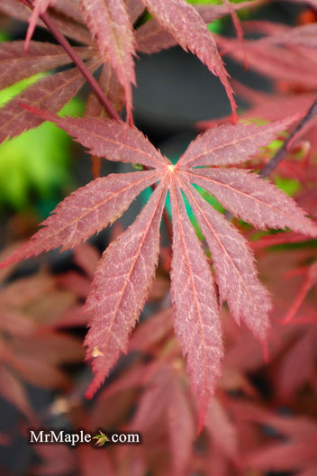 Buy Acer palmatum 'Red Bird' Japanese Maple — Mr Maple │ Buy Japanese ...
